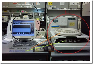 medtechrush.blogspot: Histopathology – Special Stains